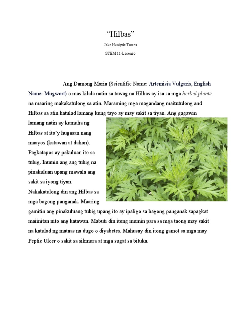 "Hilbas": Artemisia Vulgaris, English Name: Mugwort) | PDF