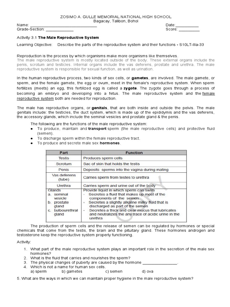 Activity 3.1 The Male Reproductive System - 084332 | PDF | Reproductive ...