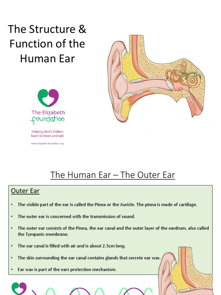 Lesson 1 The Human Ear Structure and Function Lesson | PDF | Ear | Hearing