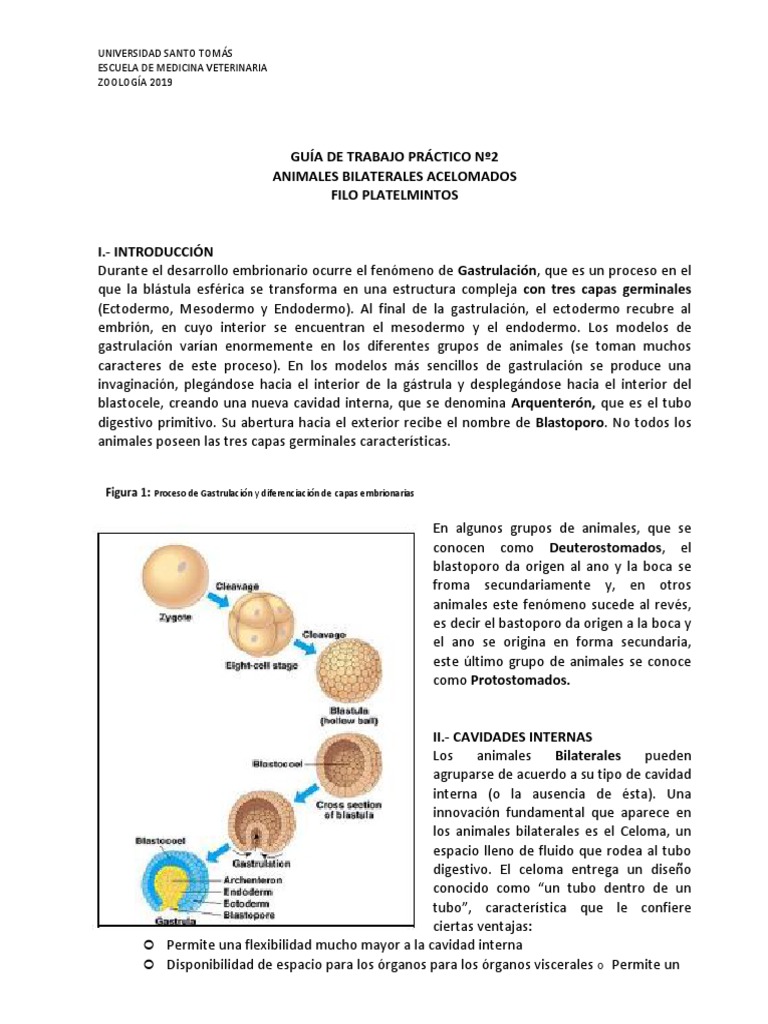 Guía de Trabajo Práctico Nº2 Animales Bilaterales Acelomados Filo ...