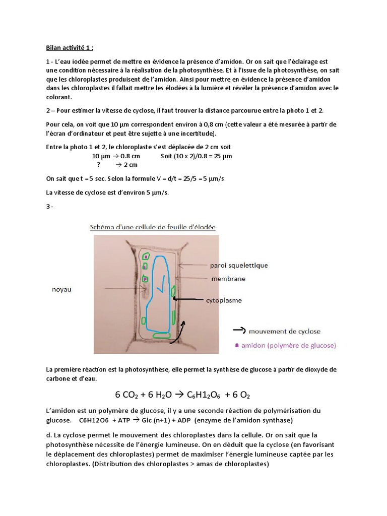 Photosynthèse et Cyclose des Chloroplastes | PDF | Stomate | Photosynthèse