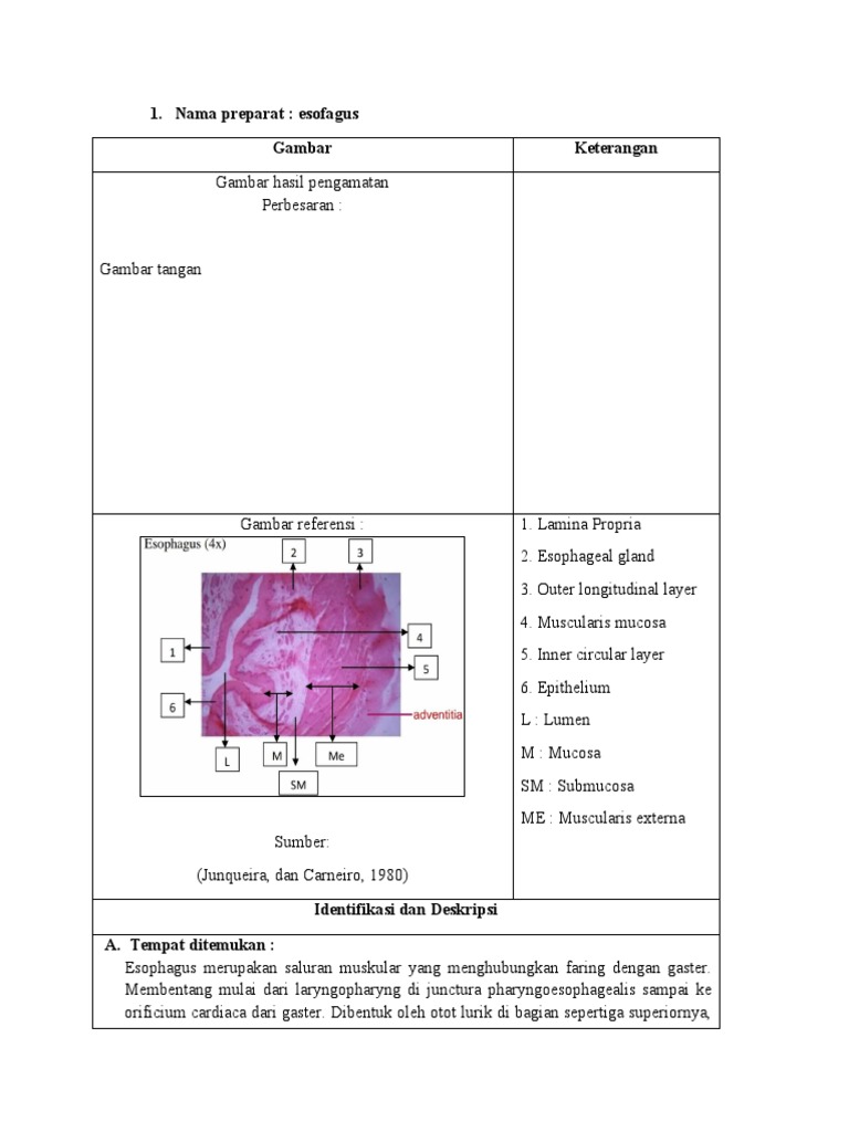 Nama Preparat: Esofagus Gambar Keterangan | PDF | Sains & Matematika