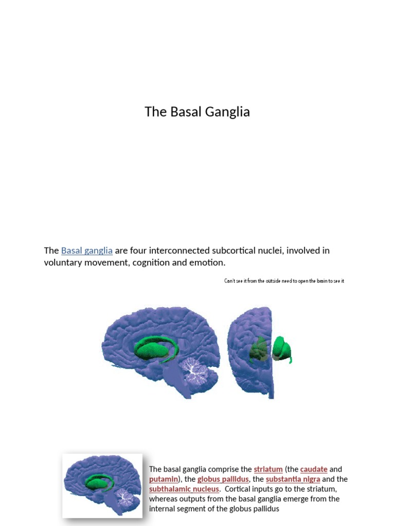 Basal Ganglia | PDF