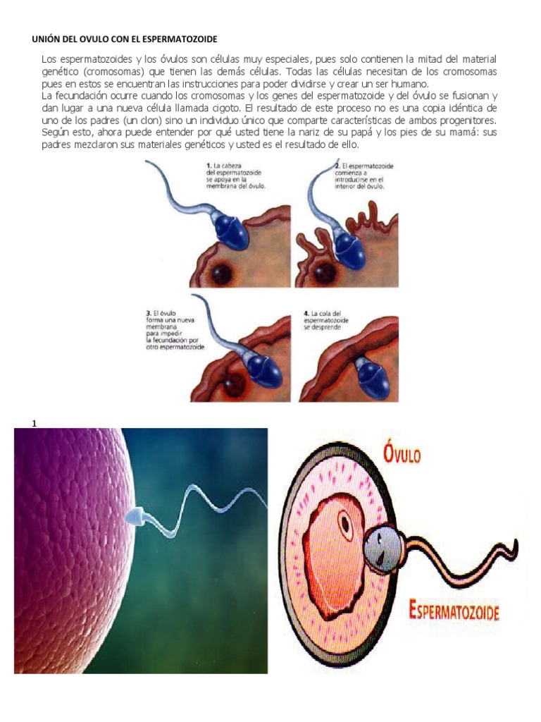 Unión Del Ovulo Con El Espermatozoide | PDF | Hogar, jardinería y bricolaje