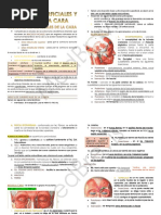 Región Geniana o Región de La Mejilla | PDF | Anatomía | Anatomía humana