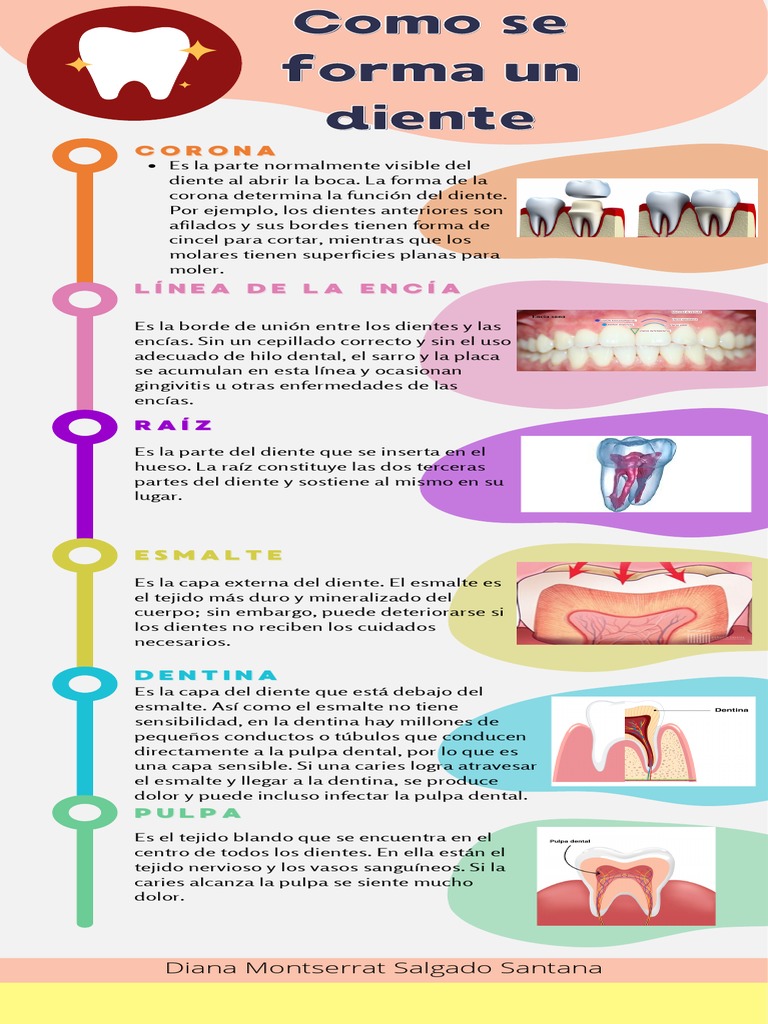 Como Se Forma Un Diente | PDF