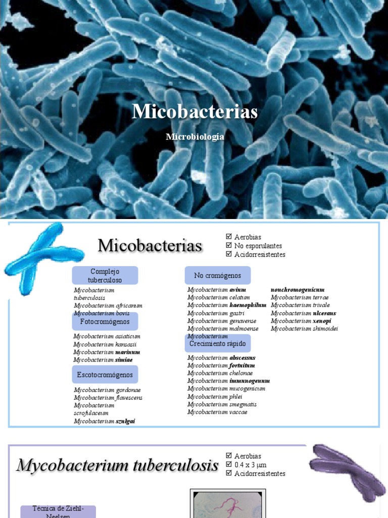 Mycobacterium | PDF | Mycobacterium | Tuberculosis