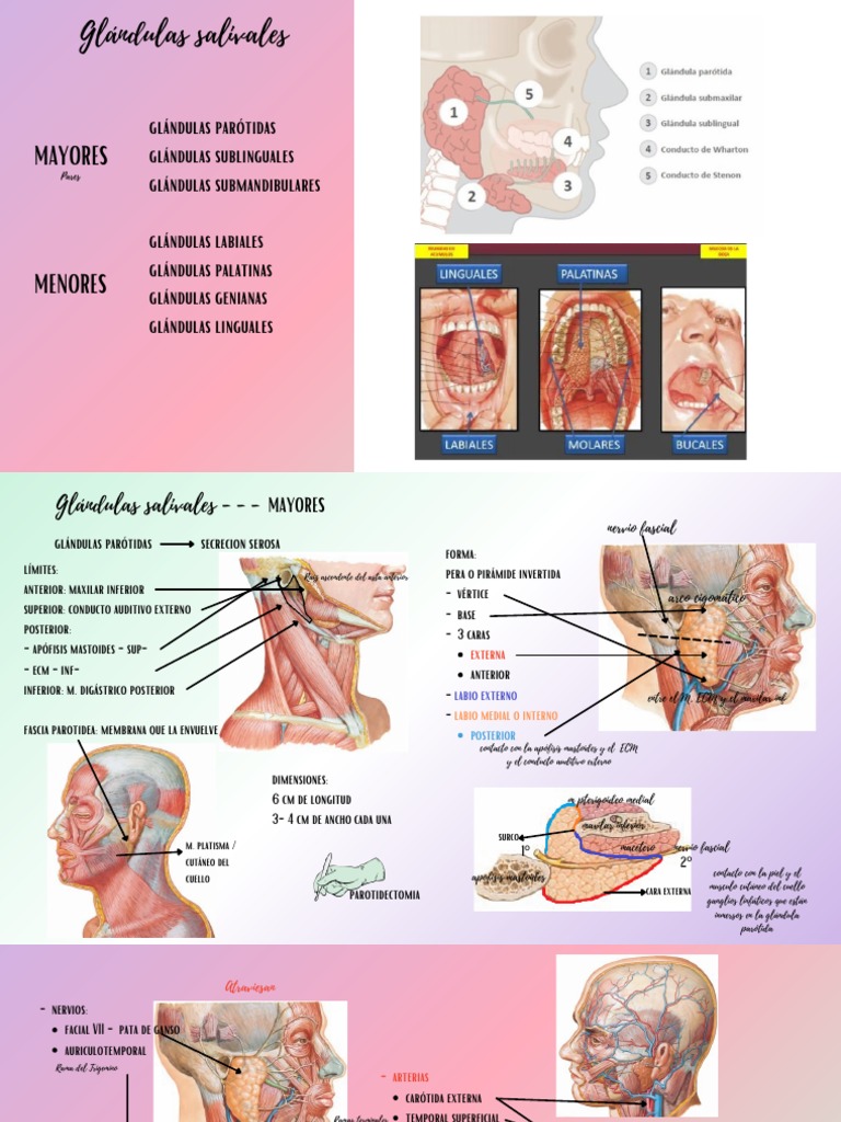 Glandulas Exocrinas | PDF | Anatomía humana | Cabeza y cuello humanos
