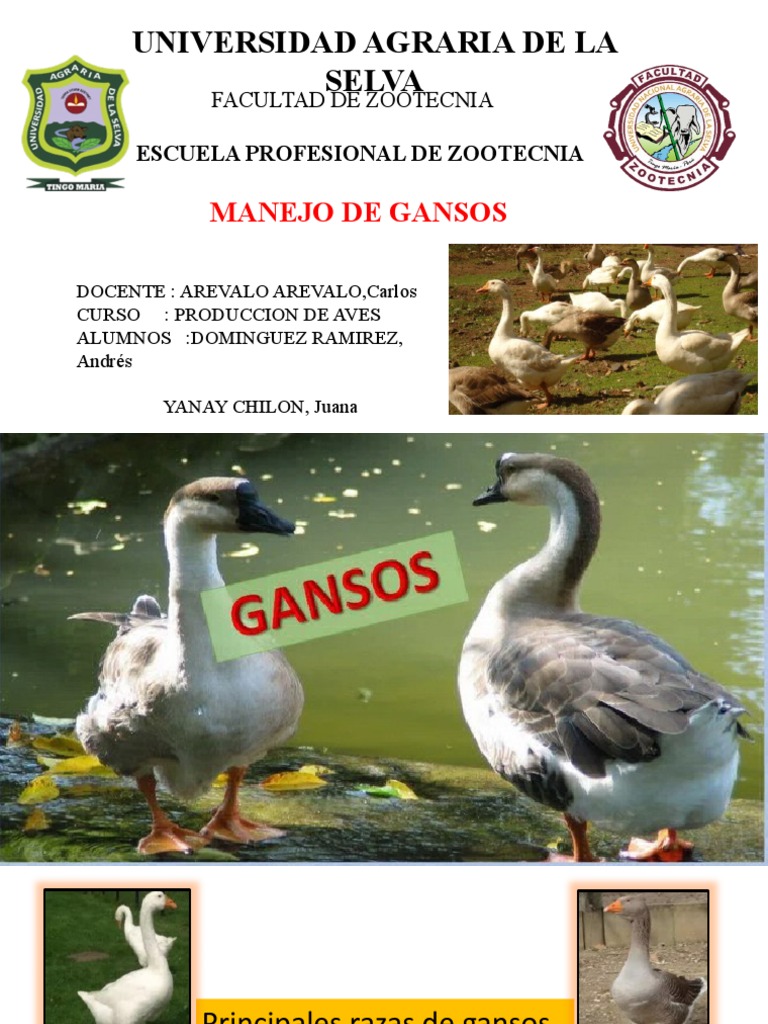 Manejo de Gansos | PDF | Dieta | Alimentos