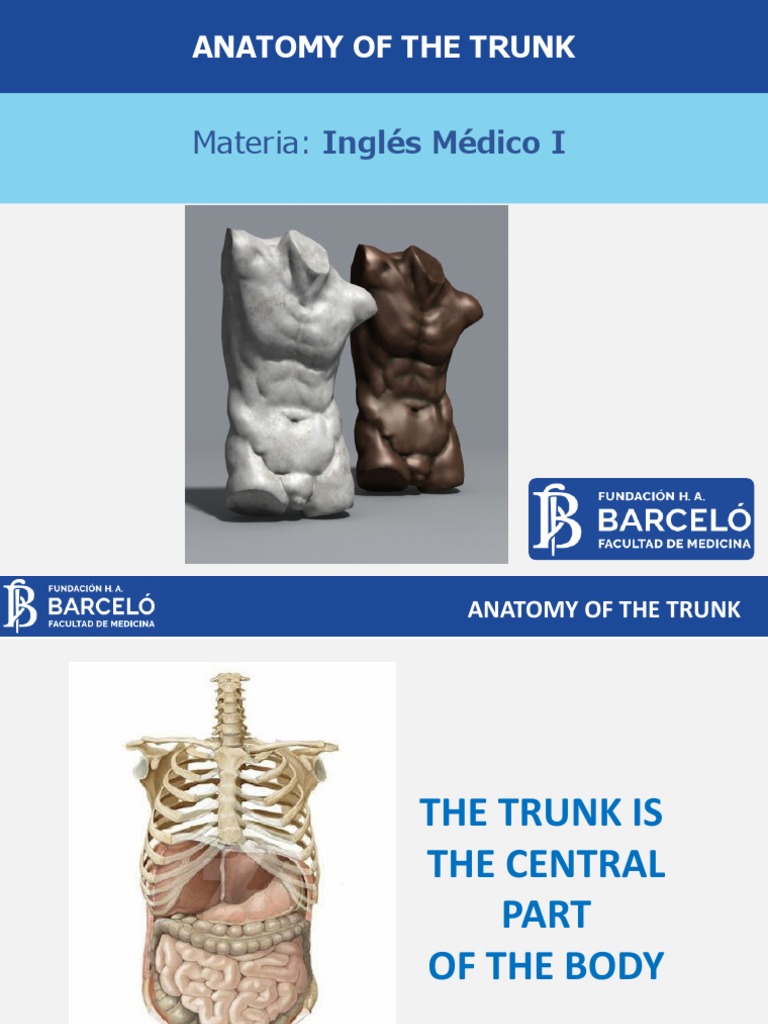 An In-Depth Exploration of the Anatomy and Composition of the Human ...