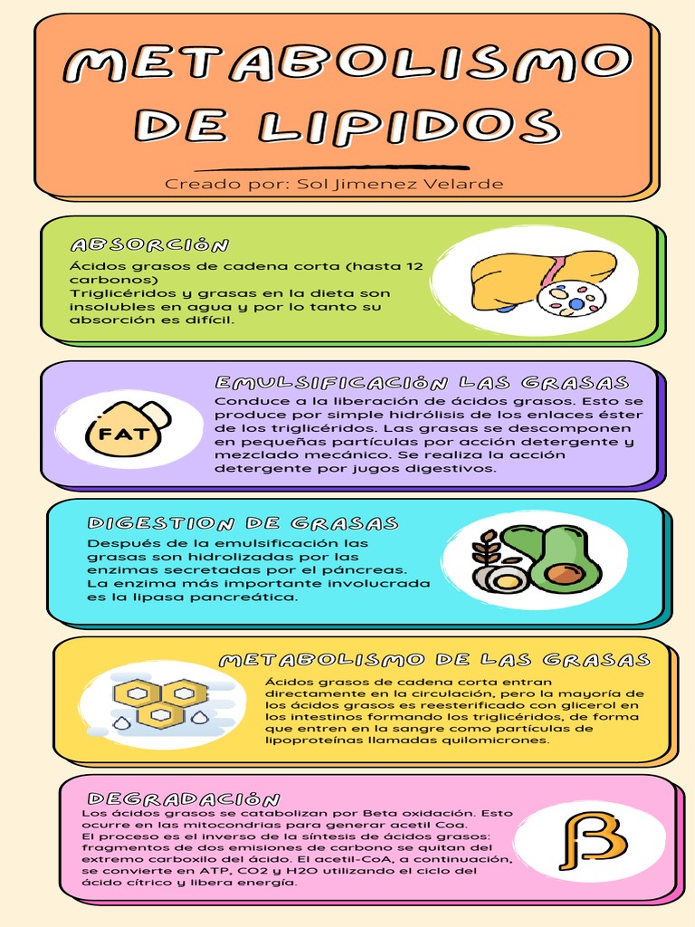 METABOLISMO DE LIPIDOS Infografia | PDF
