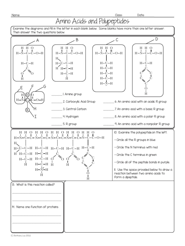 7 Amino Acids and Polypeptides | PDF | Peptide | Amino Acid