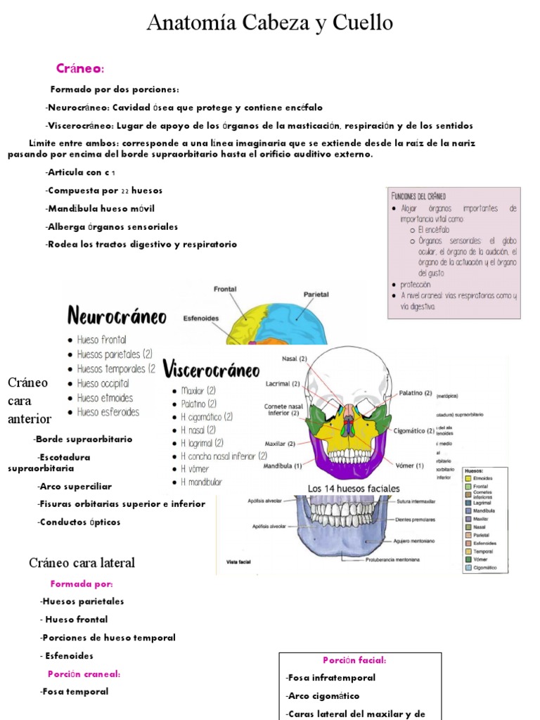 Anatomía Cabeza Y Cuello Pdf Cráneo Cabeza Y Cuello Humanos