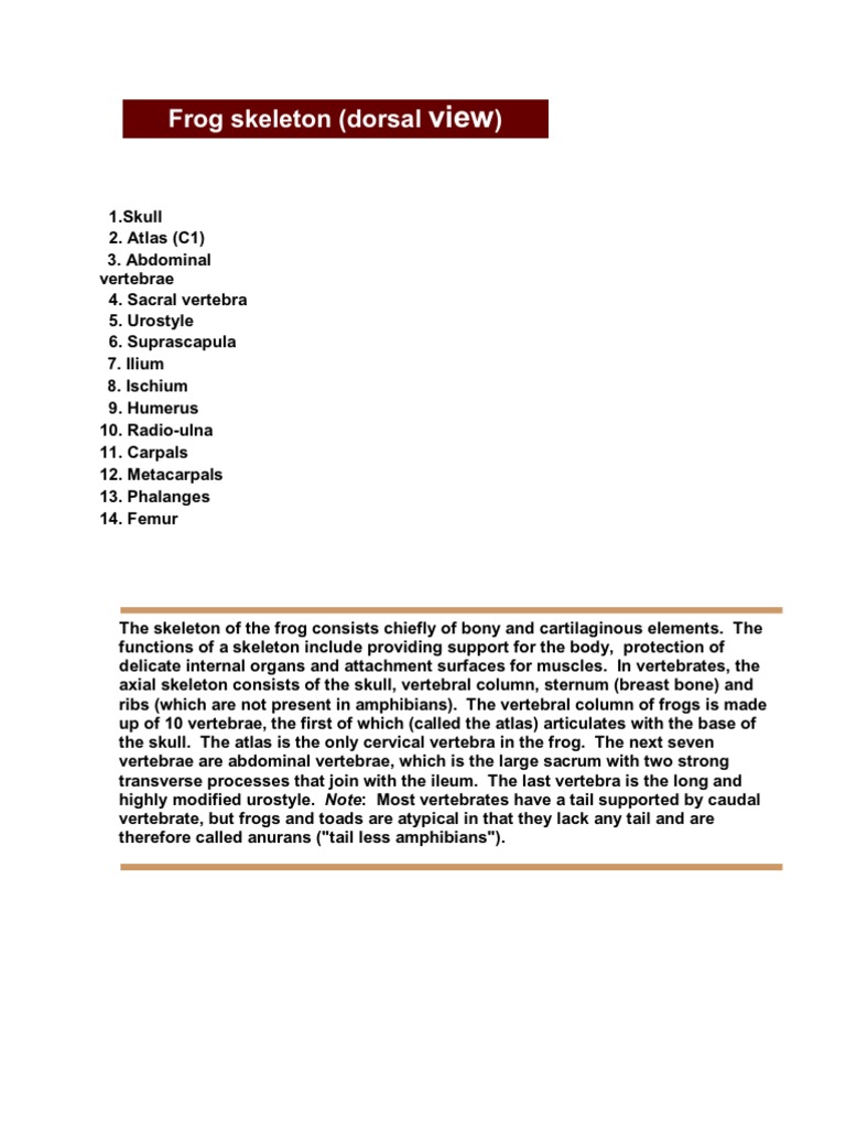 Frog Vertebral Column Overview | PDF | Vertebra | Vertebral Column