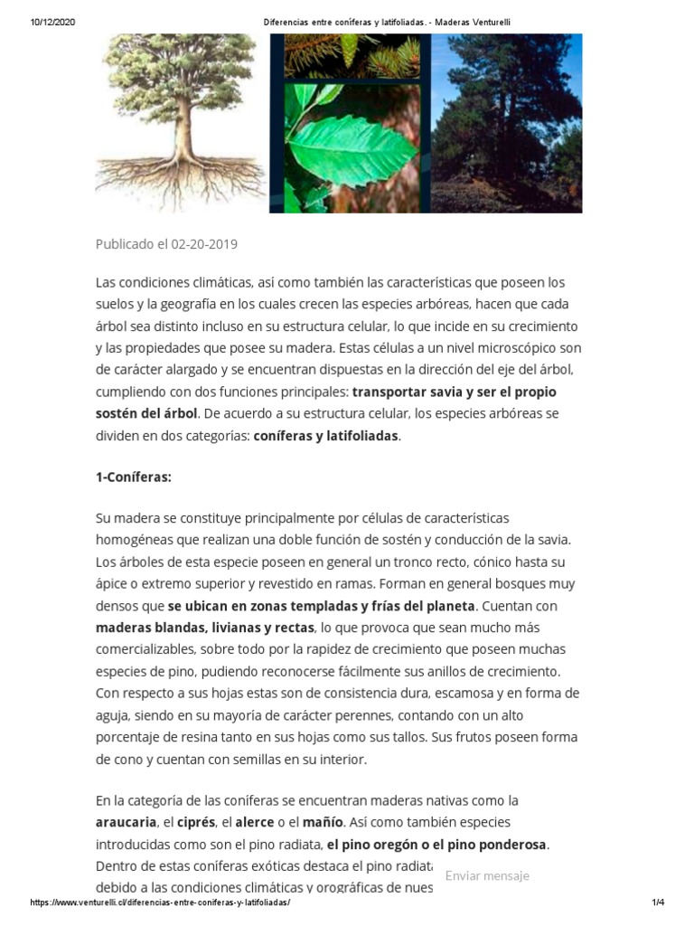 Coniferas Y Latifoliadas Qué Implica La Elección De La Madera?