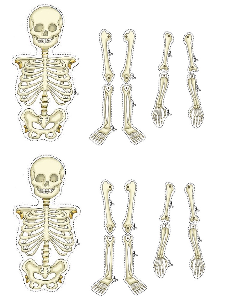 Armar Esqueleto 2 - Cuaderno | PDF