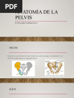 Pelvimetria Interna y Externa | PDF | Pelvis | Anatomía humana