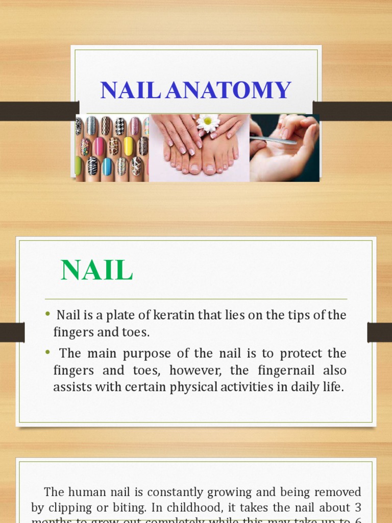 Anatomy of Human Nails Explained | PDF