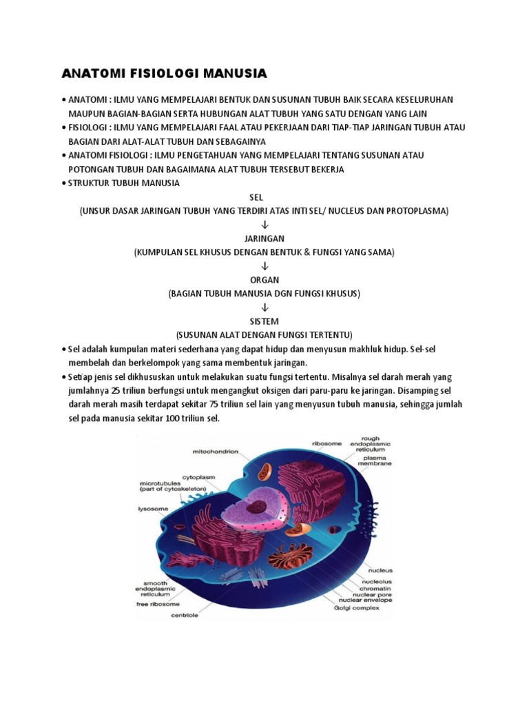 ANATOMI FISIOLOGI MANUSIA | PDF