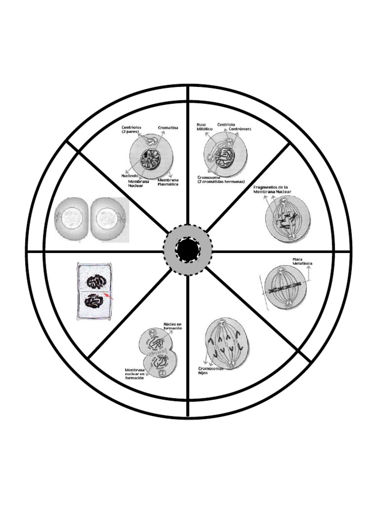 Fases da Mitose e Meiose | PDF