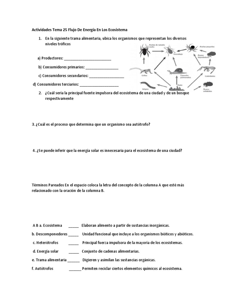 Actividades Tema 25 Flujo De Energía En Los Ecosistema | PDF
