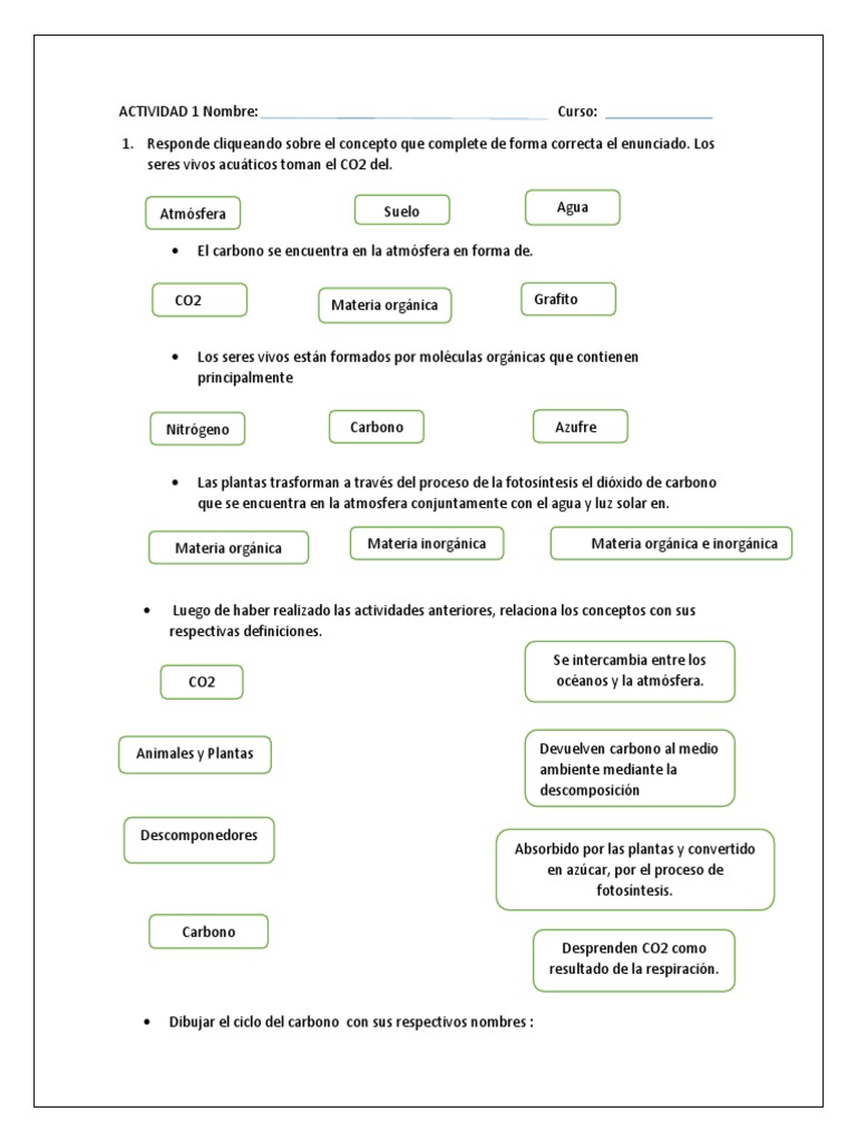 Actividad Ciclo Del Carbono | PDF