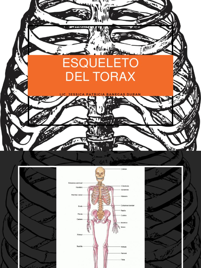 Esqueleto Del Torax: Lic. Jessica Patricia Banegas Duran | PDF | Tórax ...