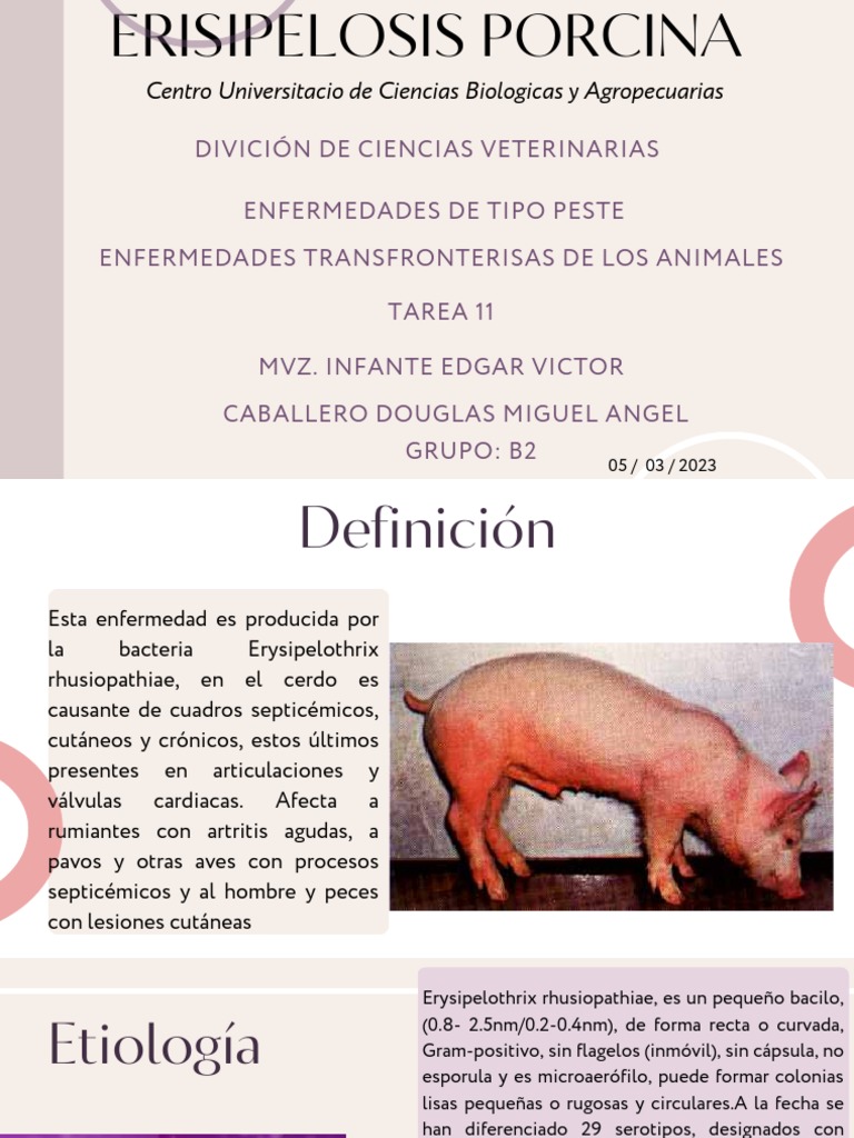 Erisipelosis Porcina | PDF | Insuficiencia cardíaca | Septicemia
