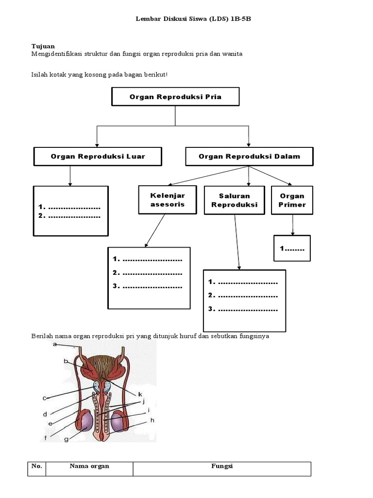 Struktur dan Fungsi Reproduksi Manusia | PDF | Sains & Matematika