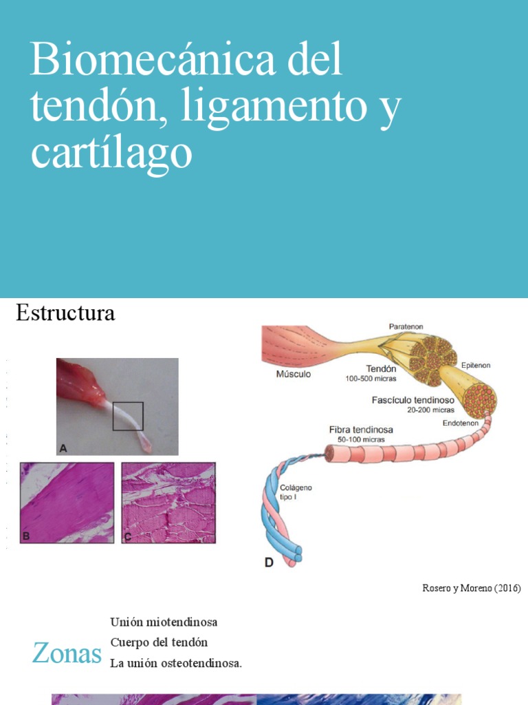 Biomecánica del Tendón y Ligamento | PDF | Articulación | Anatomía