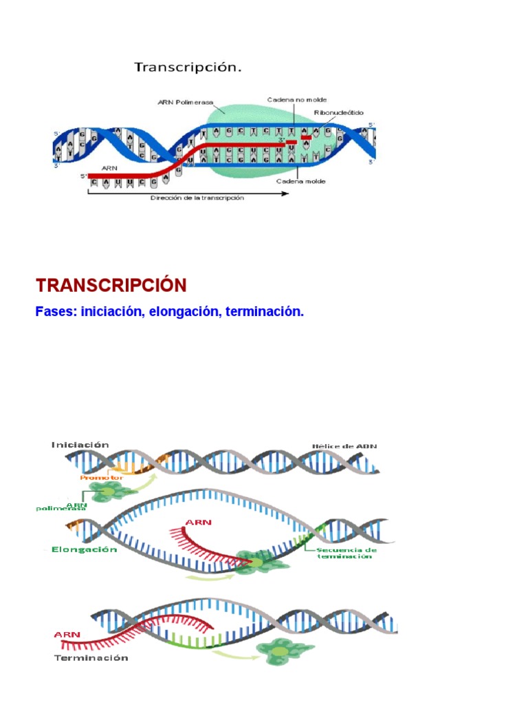 Transcripción. Traducción. | PDF
