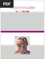 Vena Yugular Interna Externa y Anterior | PDF | Vena | Anatomía humana