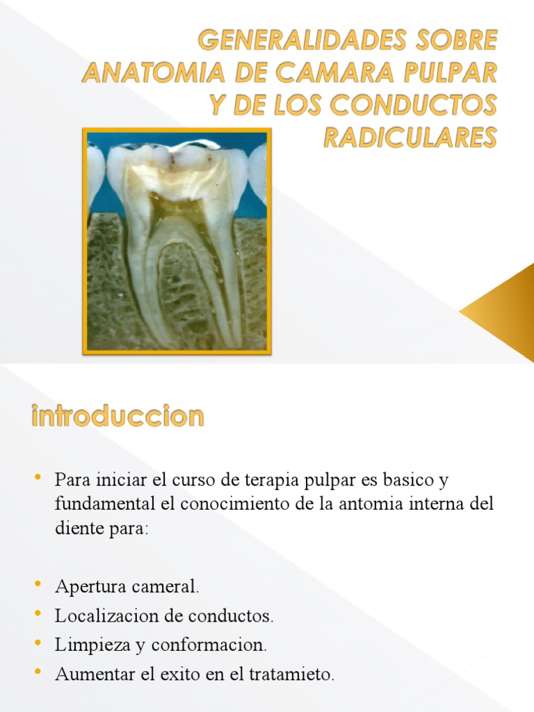 Generalidades Sobre Anatomia de Camara Pulpar y de Conductos2021-2 ...