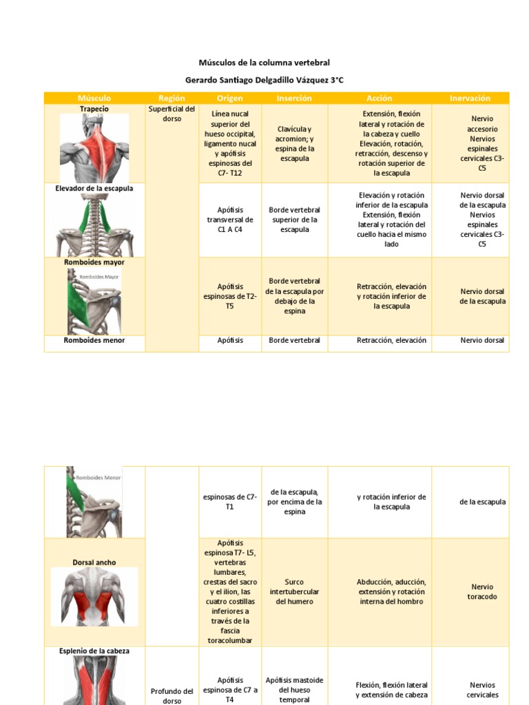Músculo Región Origen Inserción Acción Inervación | PDF | Hombro | Mano