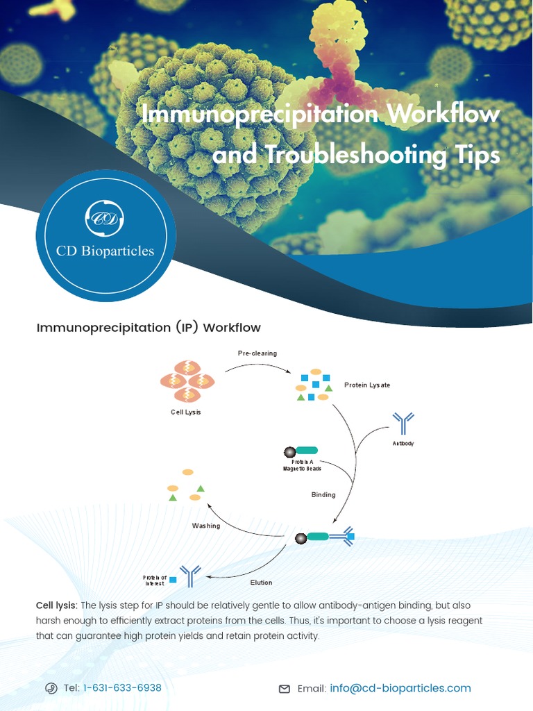 Immunoprecipitation Workflow And Troubleshooting Tips Pdf