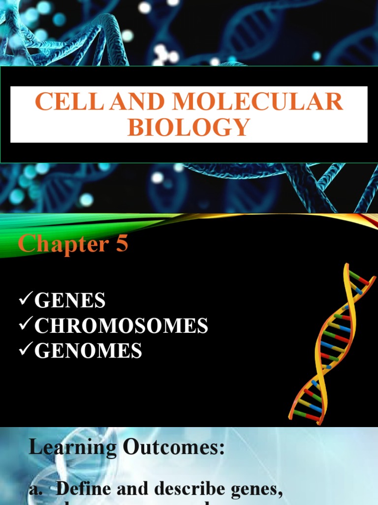 Chapter 5 GENES, CHROMOSOMES, AND GENOMES | PDF | Chromosome | Gene