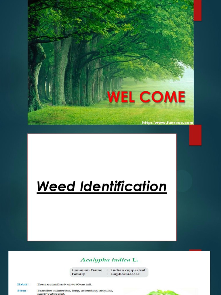 WEED Identenfications | PDF