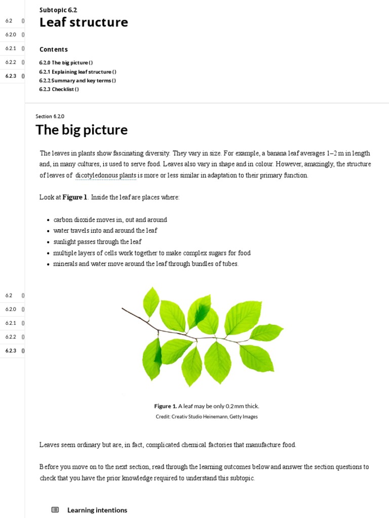 The Big Picture: Leaf Structure | PDF | Leaf | Stoma