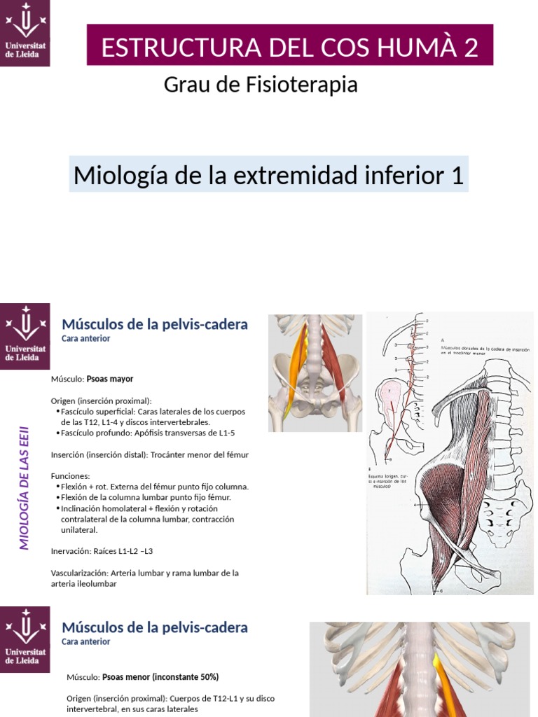 14-Miologia de La EEII-1-19-20 | PDF | Sistema musculoesquelético ...