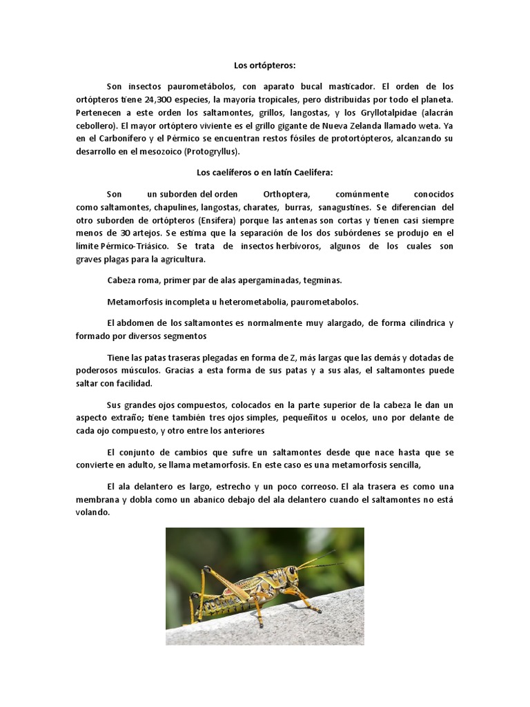 Los Ortópteros Son Insectos Paurometábolos | PDF | Mosca | Lepidópteros