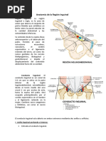 Conducto Inguinal | PDF | Abdomen | Anatomía humana