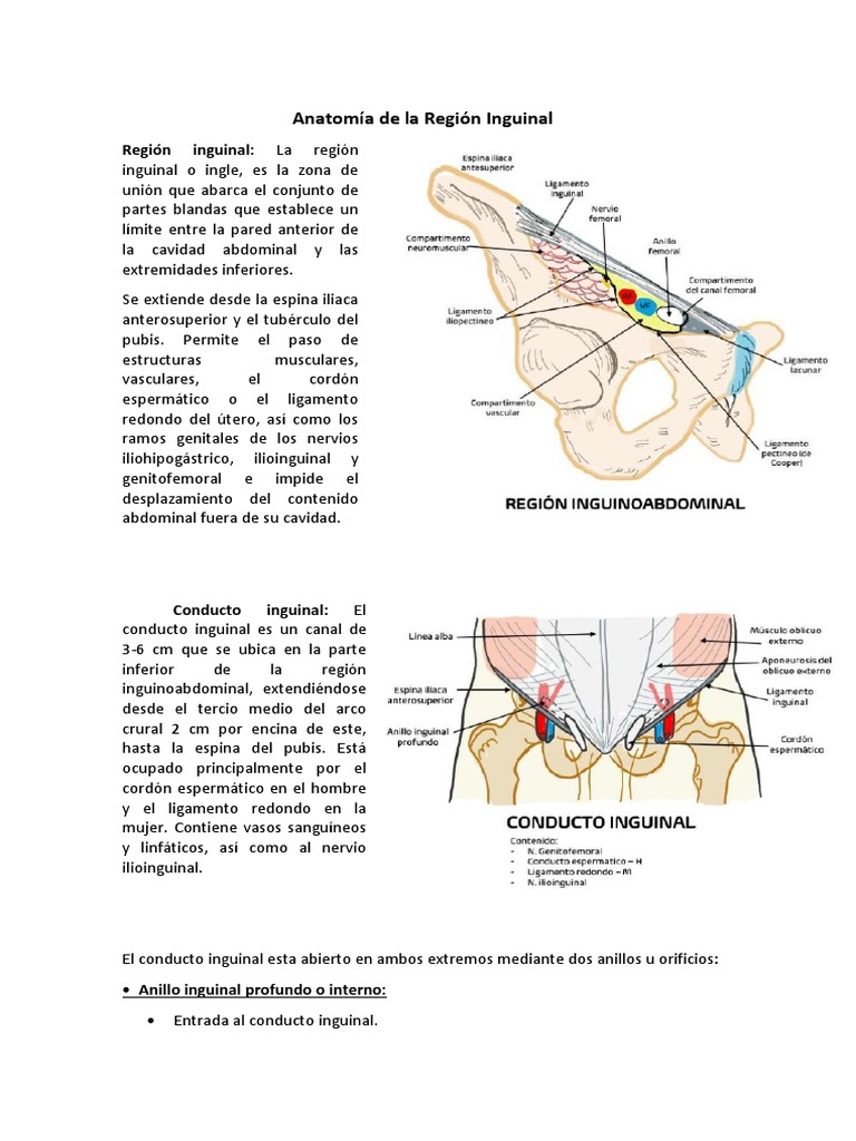 Anatomía del Conducto Inguinal | PDF | Abdomen | Anatomía humana