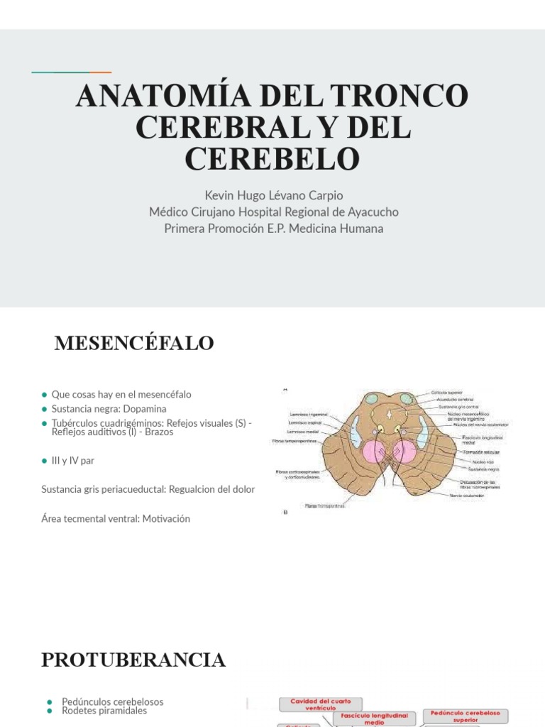 Tronco Encefalico y Cerebelo | PDF