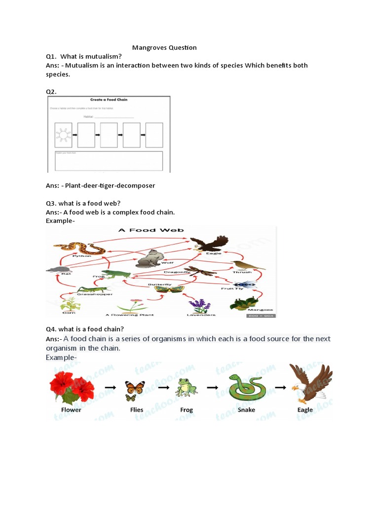 A Food Chain Is A Series of Organisms in Which Each Is A Food Source ...
