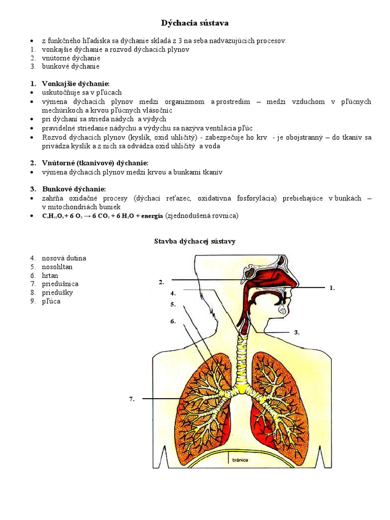 Dýchacia Sústava: 1. Vonkajšie Dýchanie | PDF