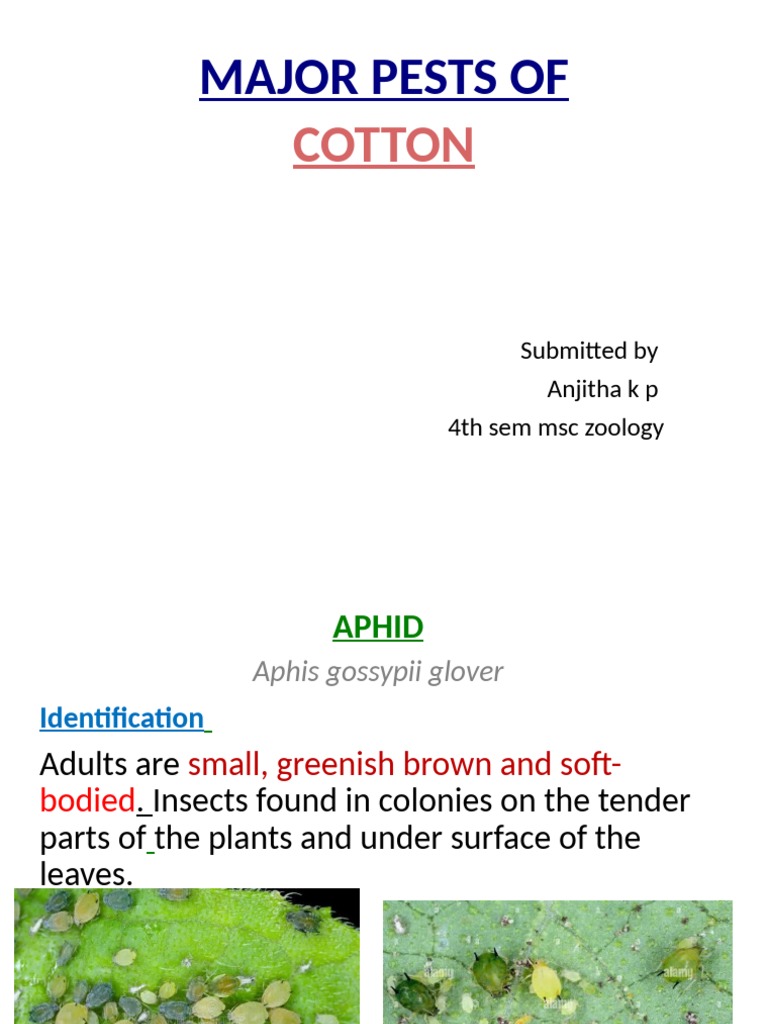Major Pests Of: Cotton | PDF | Insects And Humans | Insects