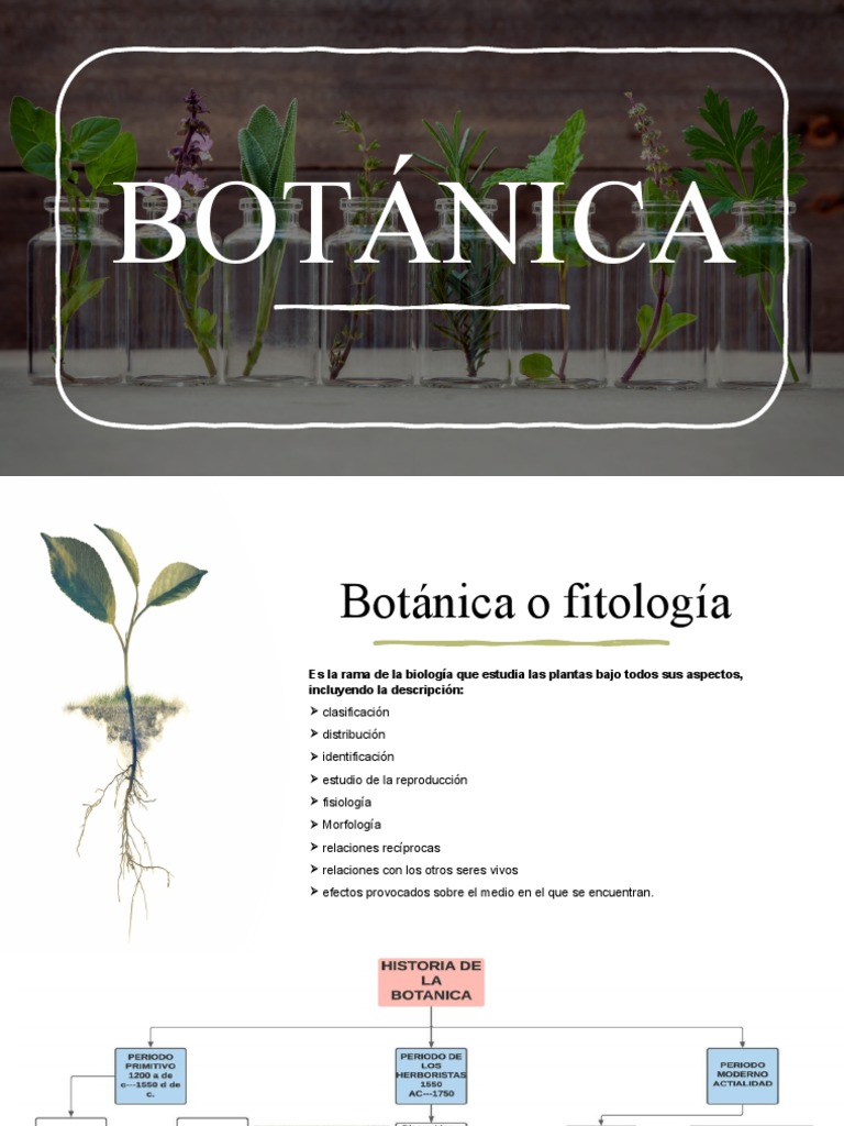 BOTÁNICA | PDF | Botánica | Plantas