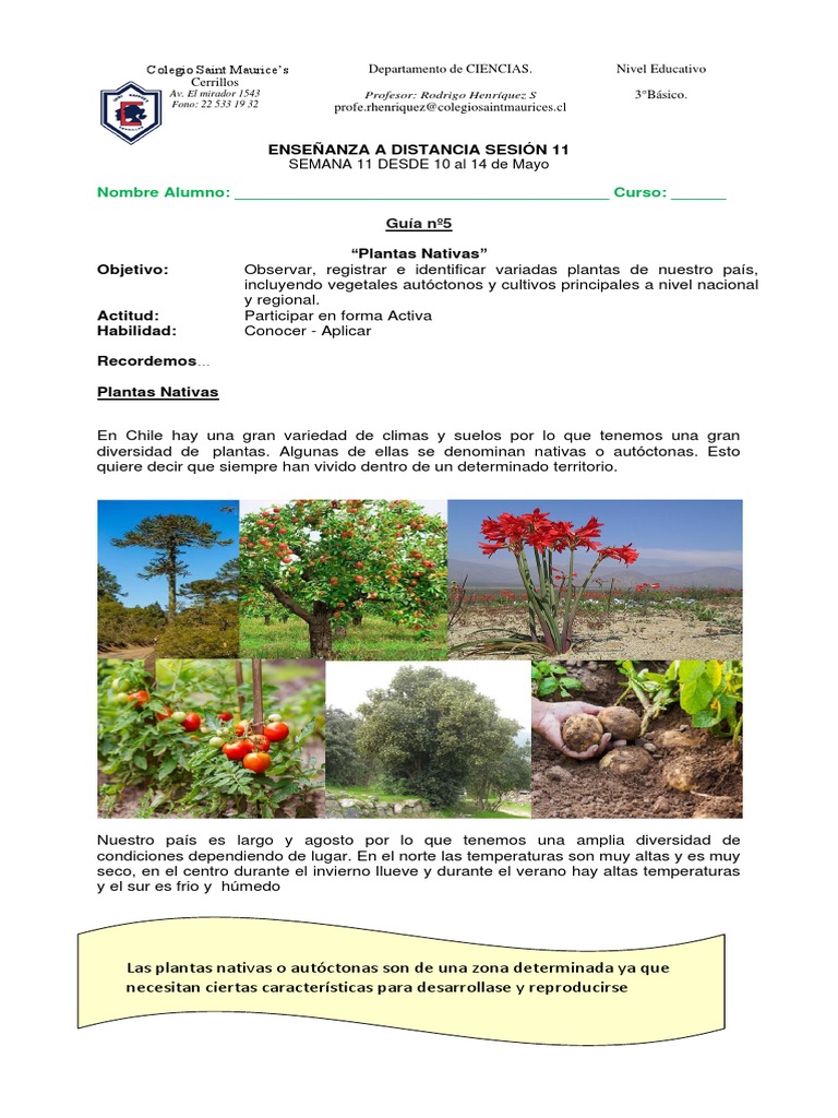 Plantas Autoctona | PDF | Plantas