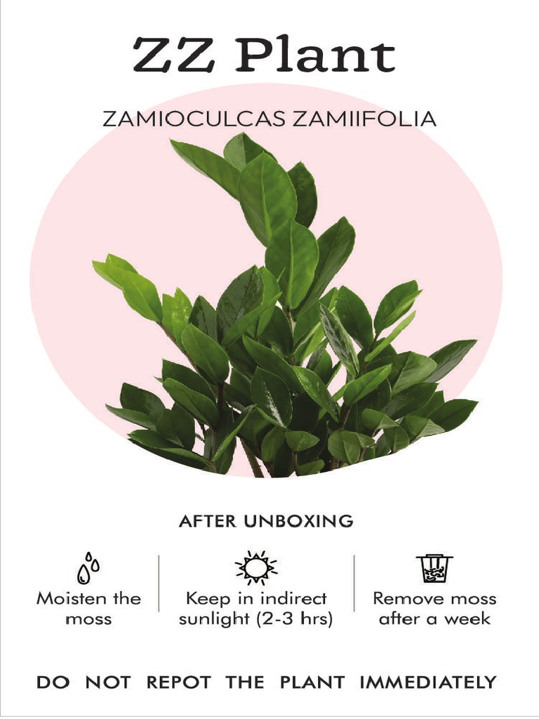 Zamia Plant Care Card - PDF 1677231719 | PDF