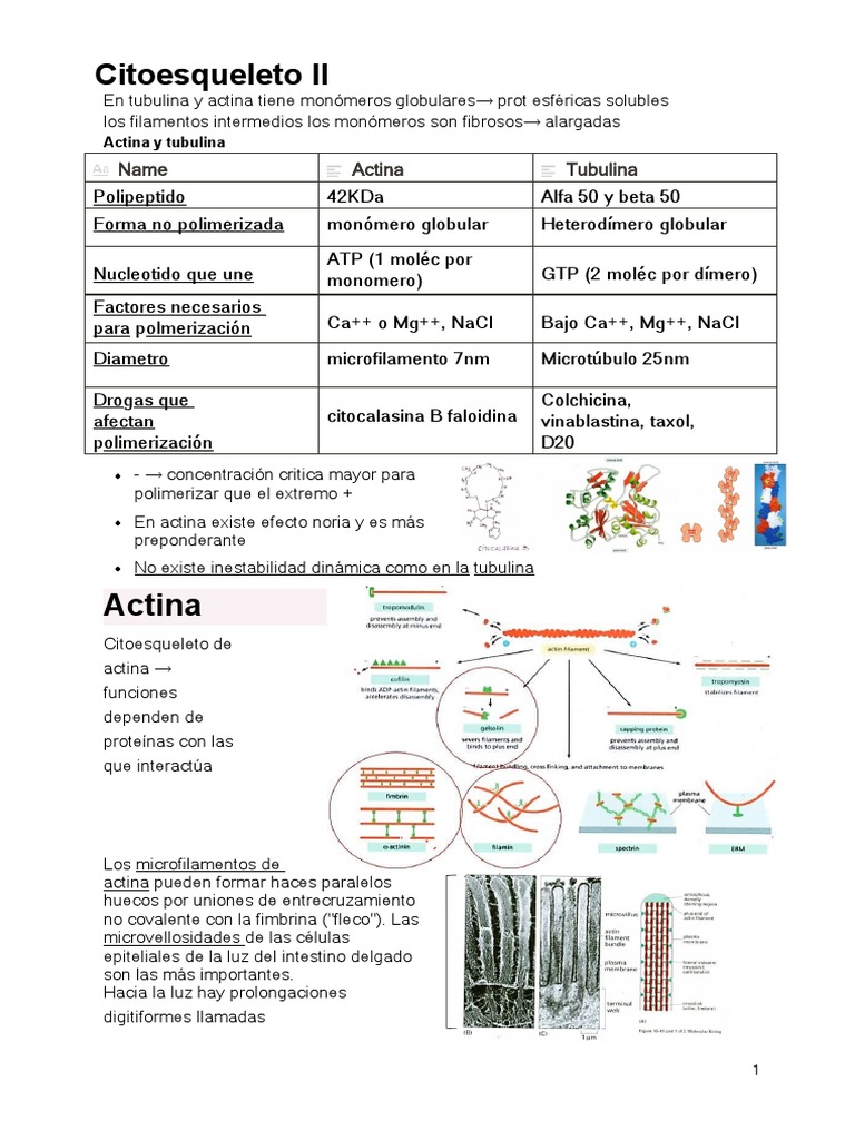 Citoesqueleto II | PDF | Actina | Nucleo celular